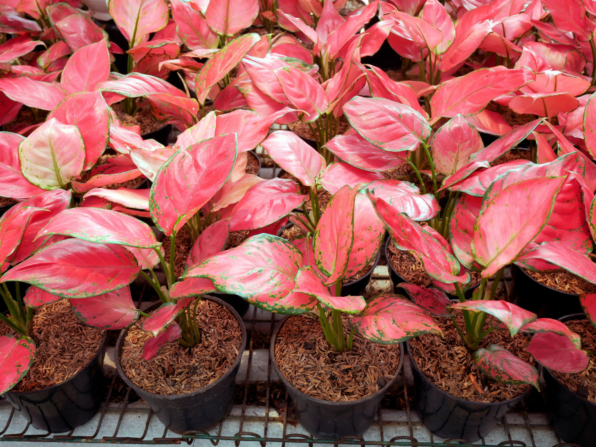 Pink Princess Philodendron Care: A Comprehensive Guide